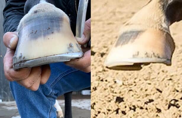 Shoegate: Rich Strike owner sues Hot Rod Charlie connections