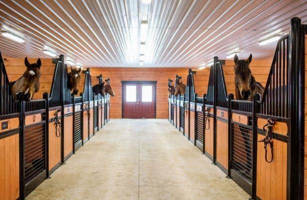 Over 180 retired horses helped by New Vocations at Mereworth Farm